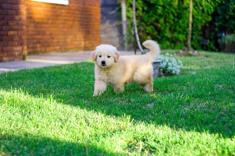 Gardening with Dogs: Balancing the Needs of Pets and Plants - The ...