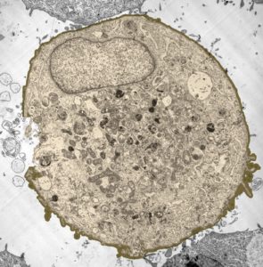 Animal Cell Under Light Microscope Observation – The Greatest Garden