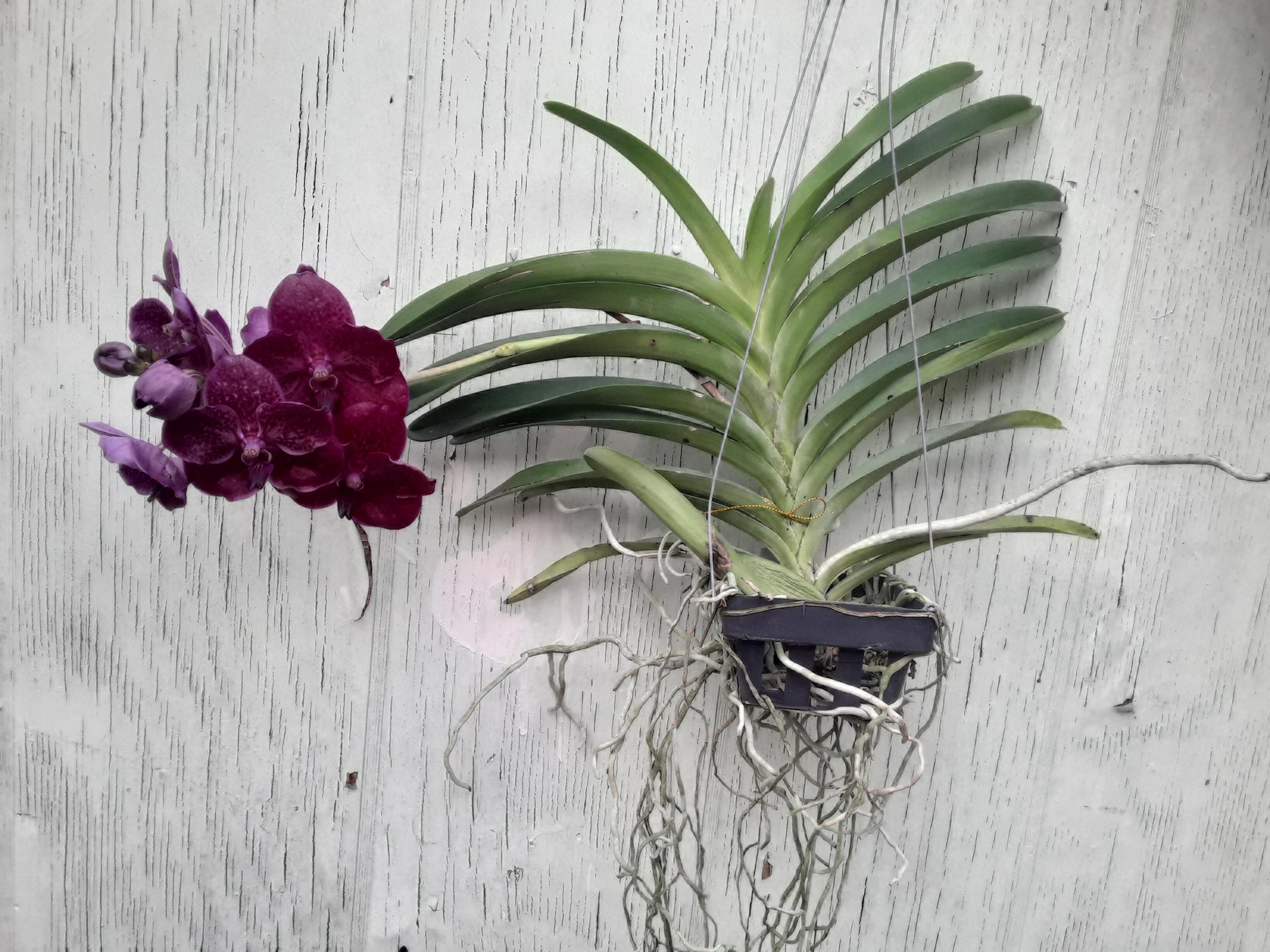 Gardeners: Creative Tips for Growing Orchids Without Soil - The ...